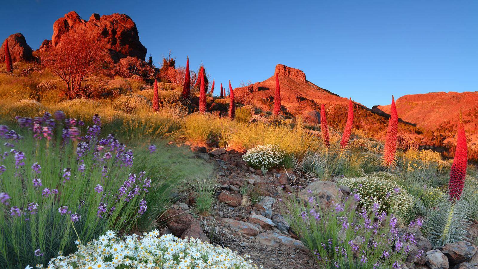 Tenerife turismo oficial | Portugalessence.com
