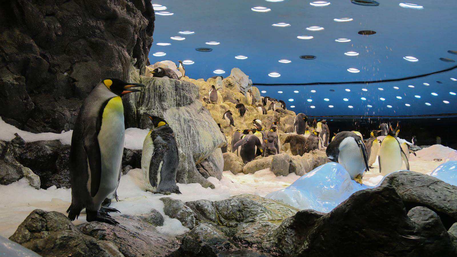 Loro Parque, una excursión familiar | Hola Islas Canarias
