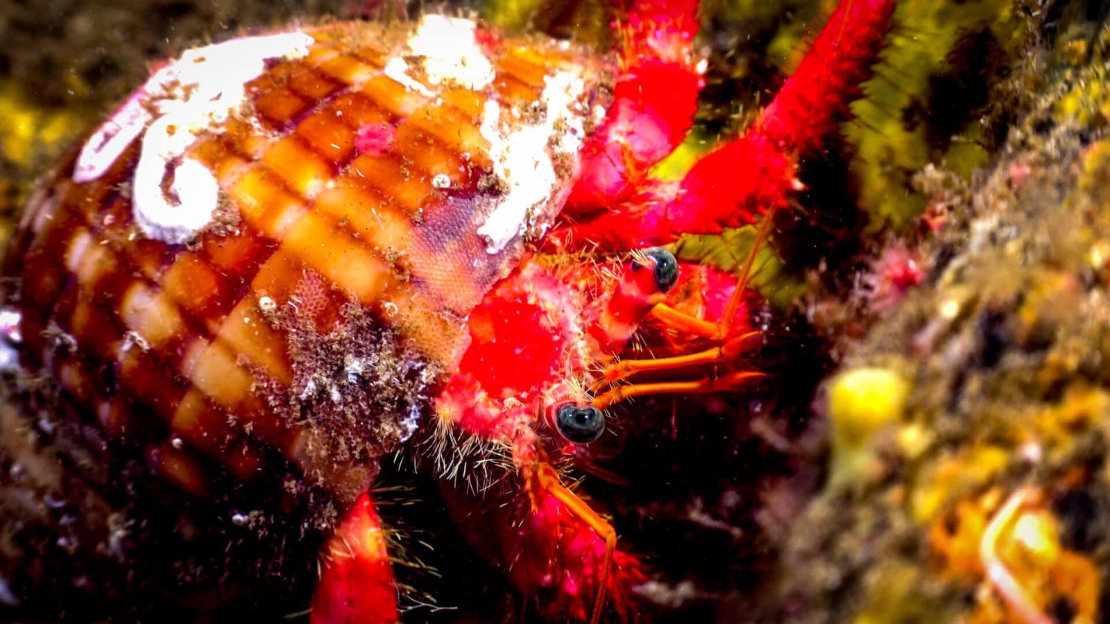 El Emisario | Hola Islas Canarias