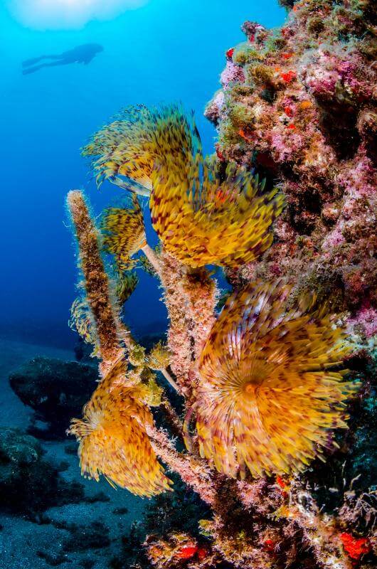 Sardina | Hola Islas Canarias
